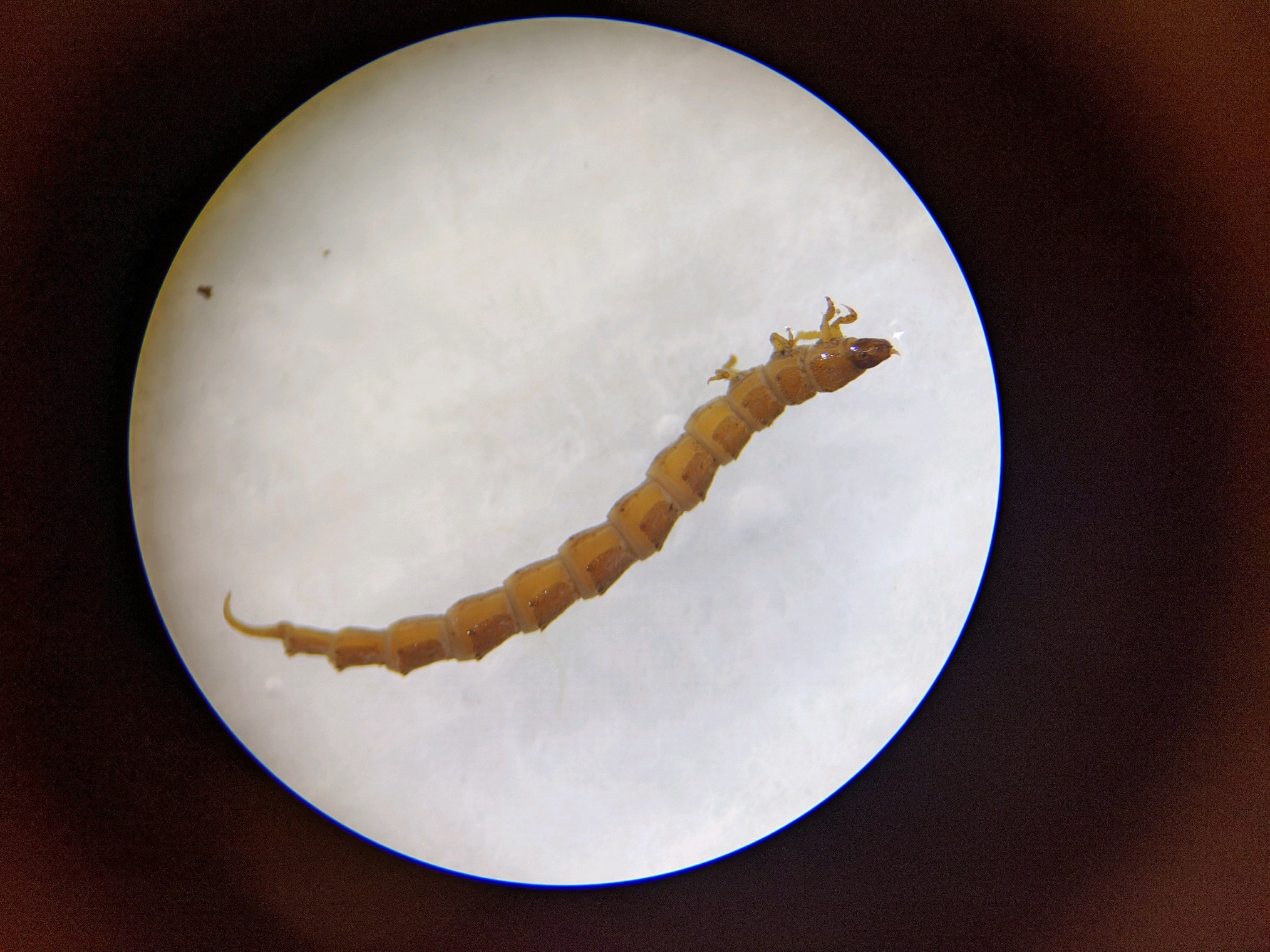 Hungerford's Crawling Water Beetle Larvae | FWS.gov